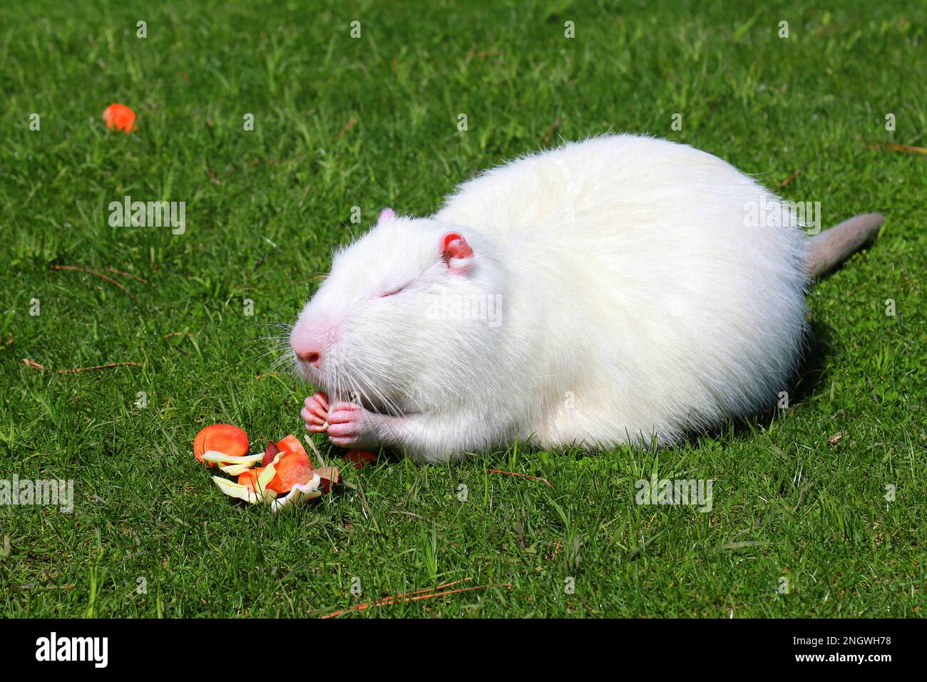 Large water rat, muskrat with long fur sits in park. White nutria otter ...