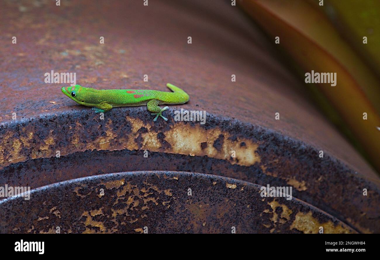 Costa rica gecko hi-res stock photography and images - Alamy