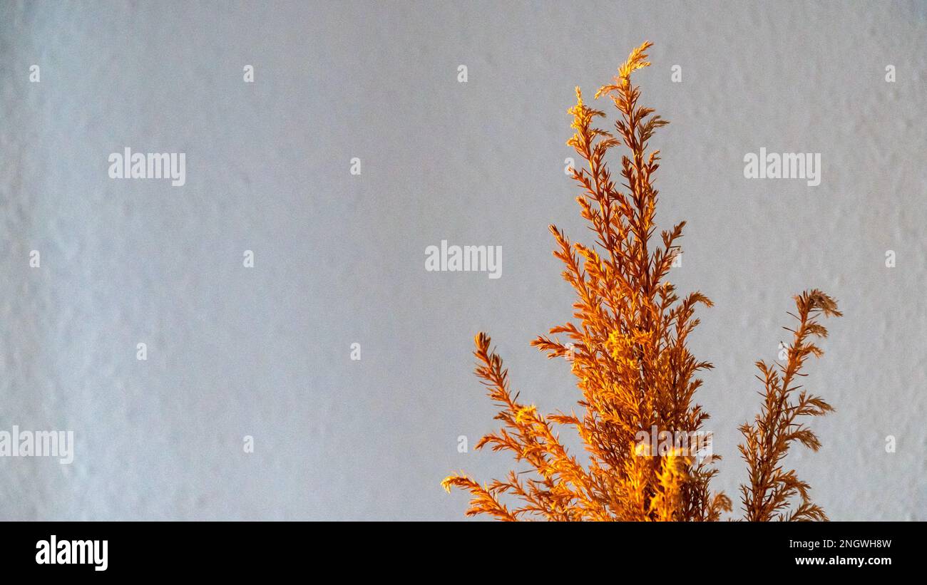 a desktop wallpaper image of a burnt orange plant against a grey ...