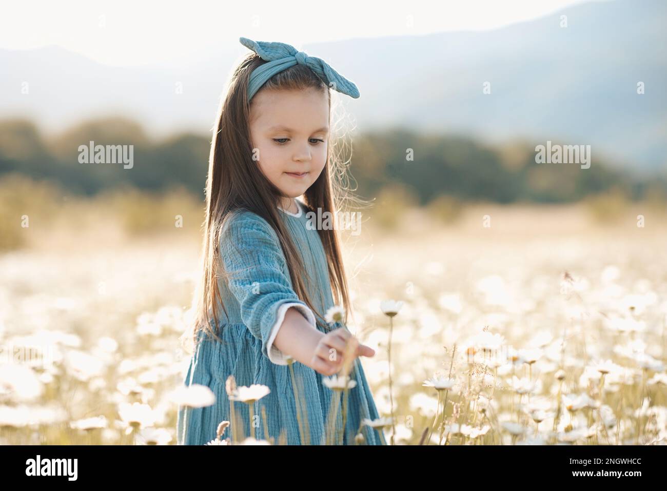 Happy child girl 3-4 year old walk in chamomile meadow pick up flowers ...