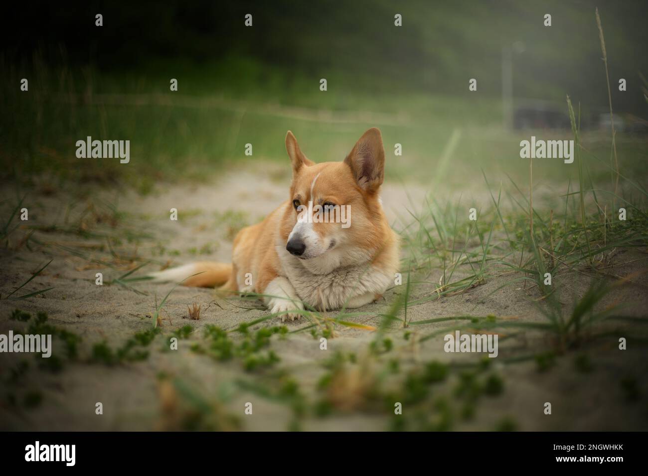 Welsh corgi beach hi-res stock photography and images - Alamy