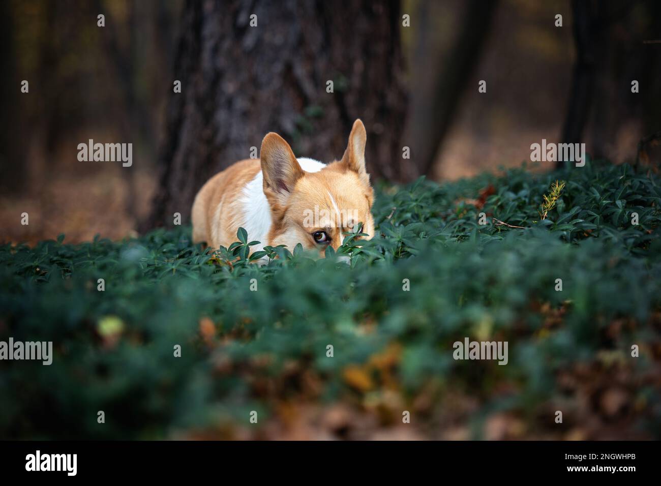 Crouching in the grass hi-res stock photography and images - Alamy