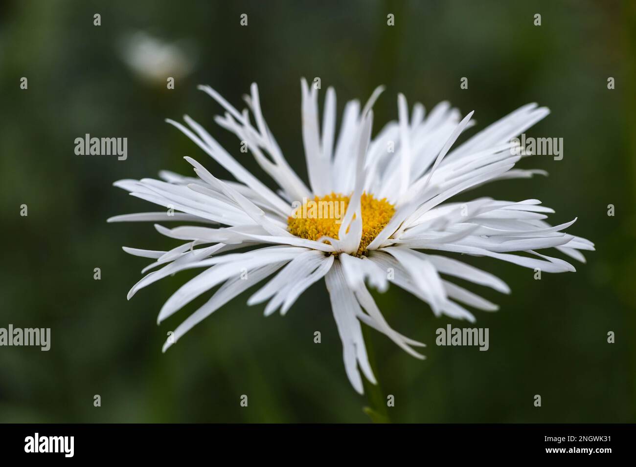 Shasta daisy leaves hi-res stock photography and images - Alamy