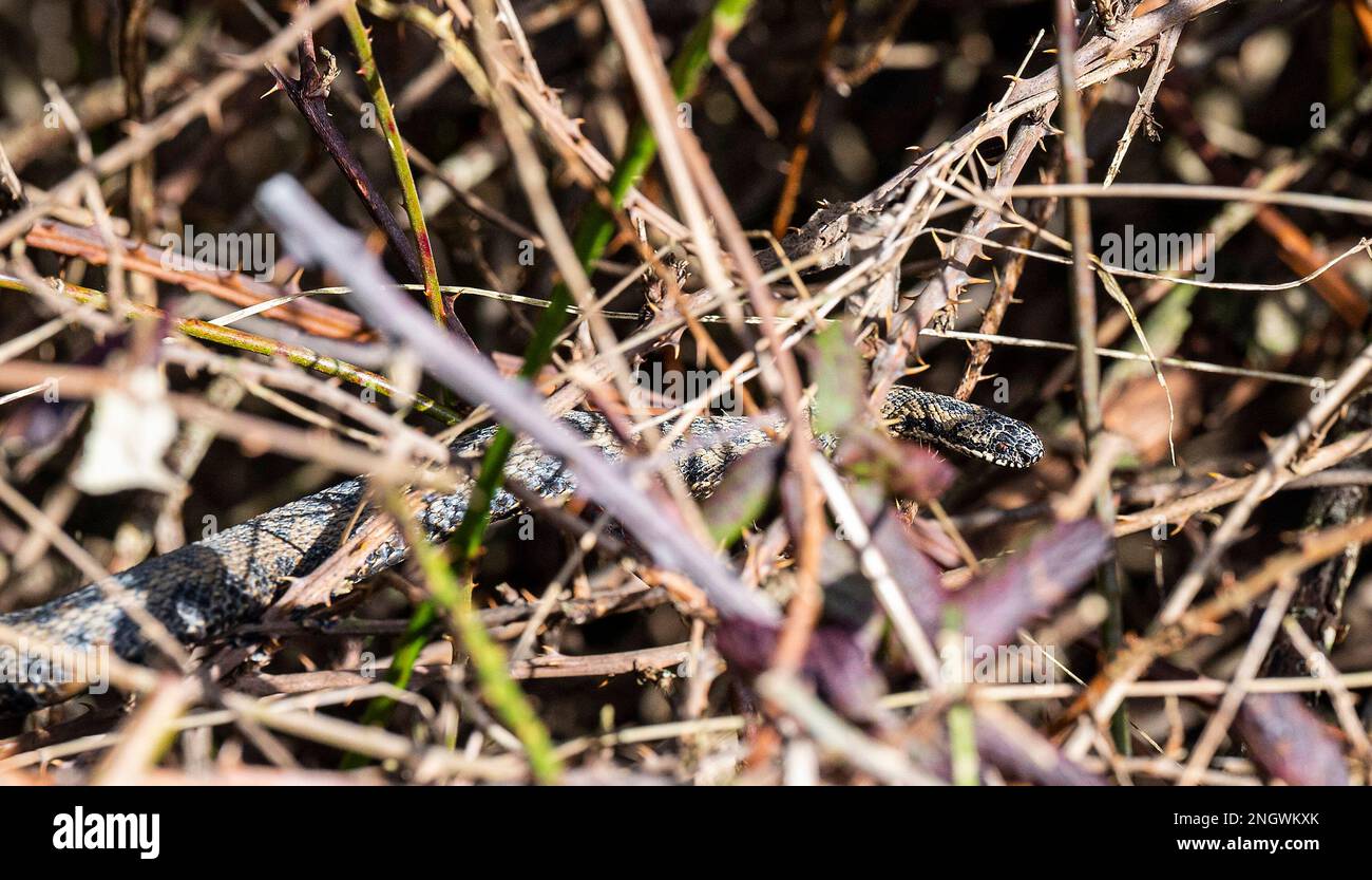 Warm weather snake hi-res stock photography and images - Alamy