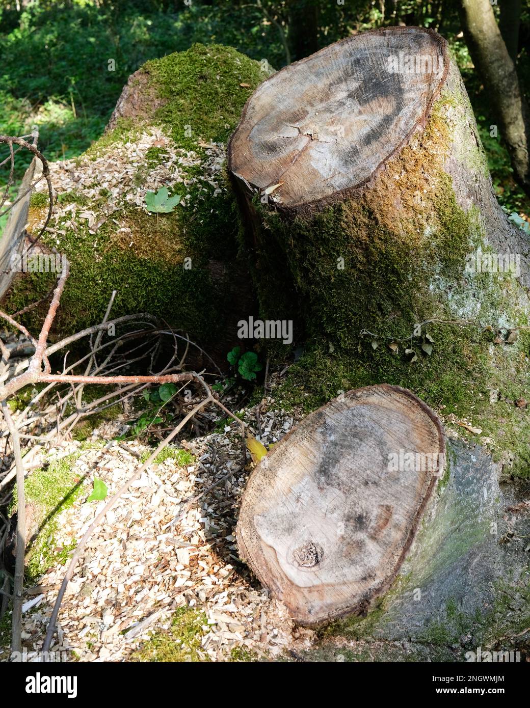 Stump of felled oak tree that had existed for 1000 years Stock Photo ...