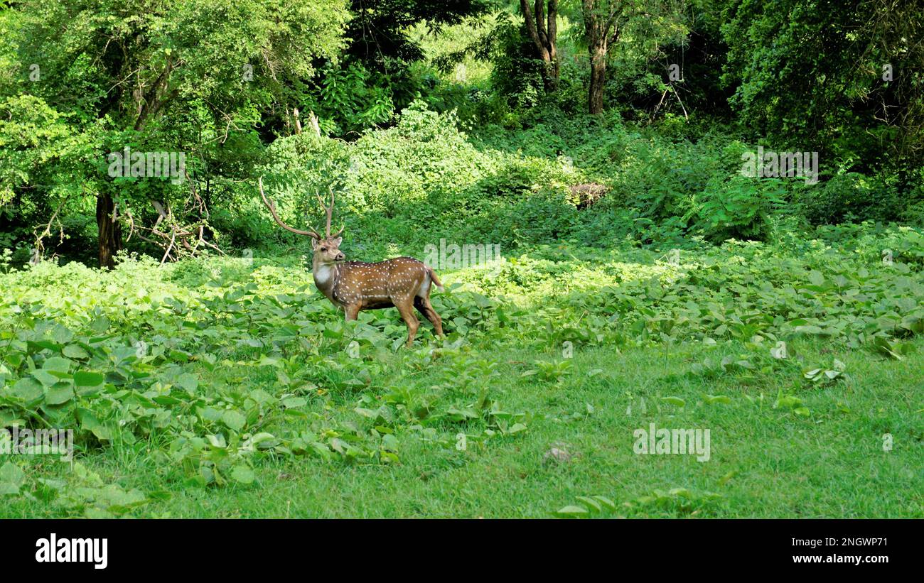Male spotter deer hi-res stock photography and images - Alamy