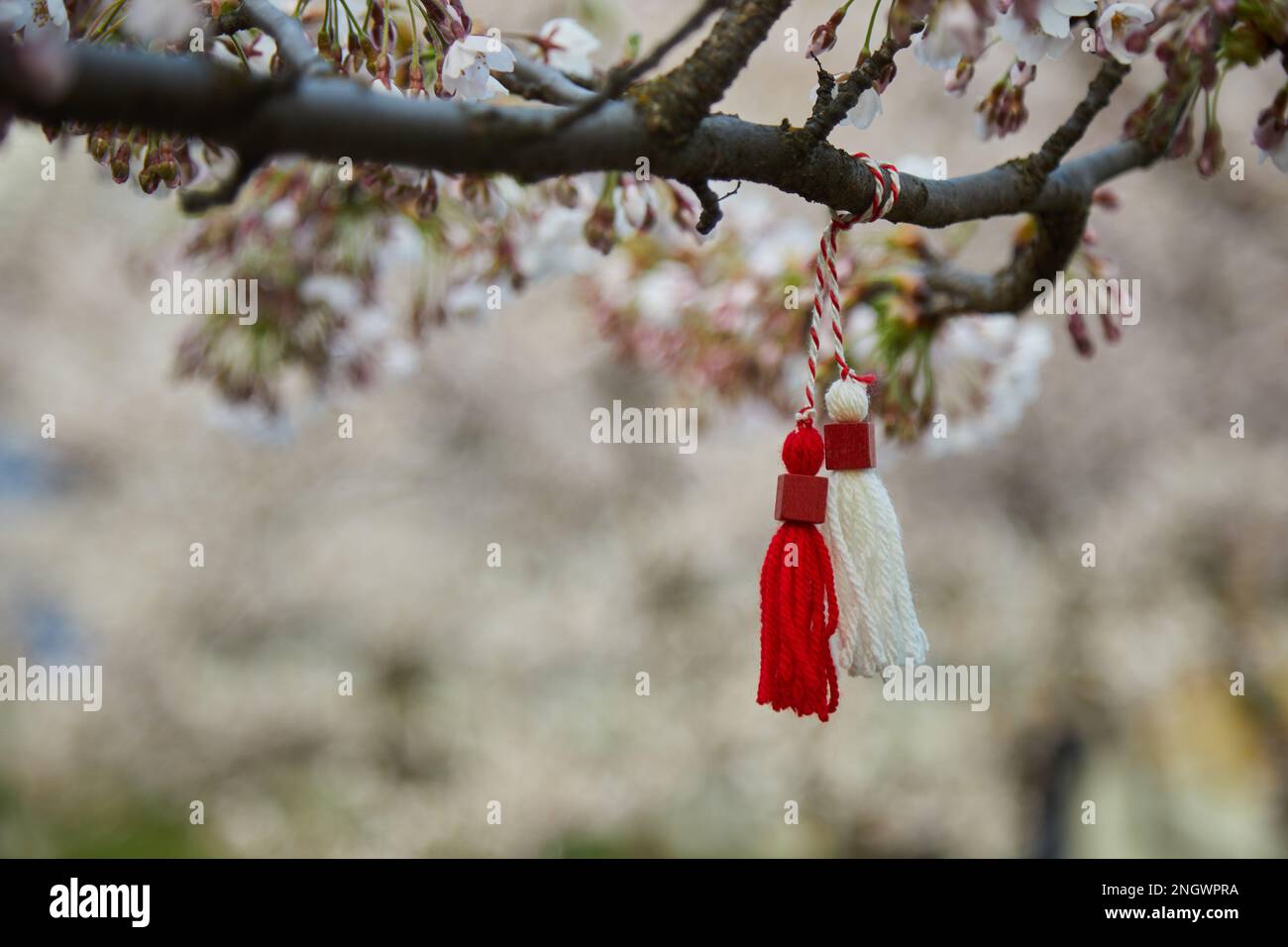 Bulgarian traditional spring decor martenitsa on the blossom tree. Baba ...
