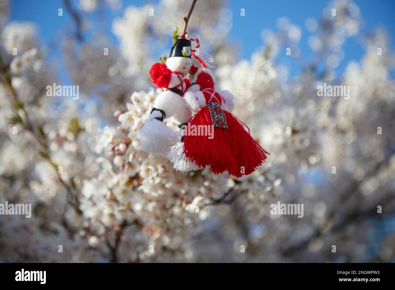 Bulgarian traditional spring decor martenitsa on the blossom tree. Baba ...