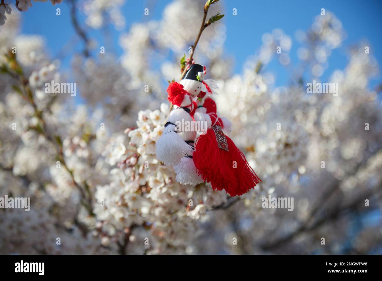 Bulgarian traditional spring decor martenitsa on the blossom tree. Baba ...