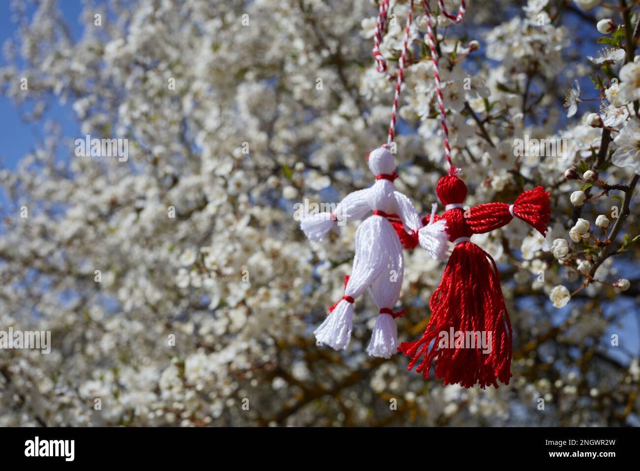 Bulgarian traditional spring decor martenitsa on the blossom tree. Baba ...