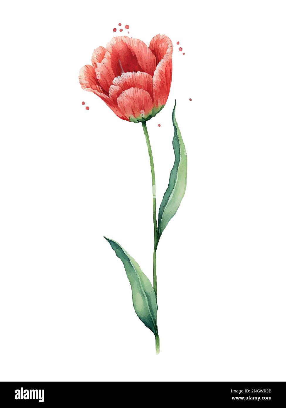 Vector Watercolor Spring red Tulips illustration set Stock Vector Image ...