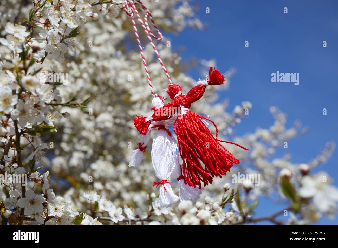 Bulgarian traditional spring decor martenitsa on the blossom tree. Baba ...