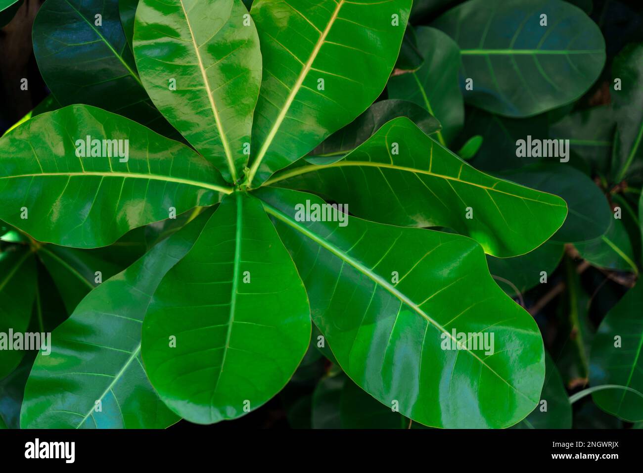 Green tropical big leaves texture. Natural green background Stock Photo ...