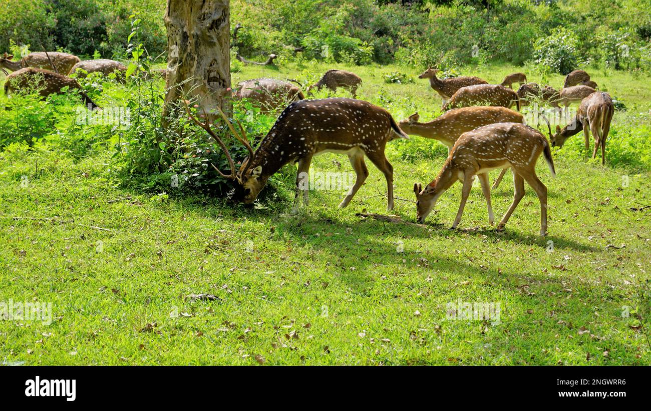 Large group of Wild Spotted deers or axis deers herd grazing in the ...