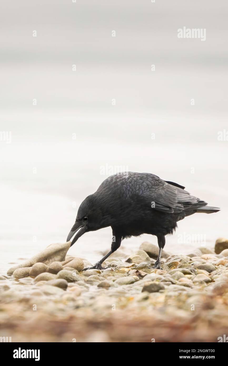 Black raven clean shore from waste Stock Photo - Alamy