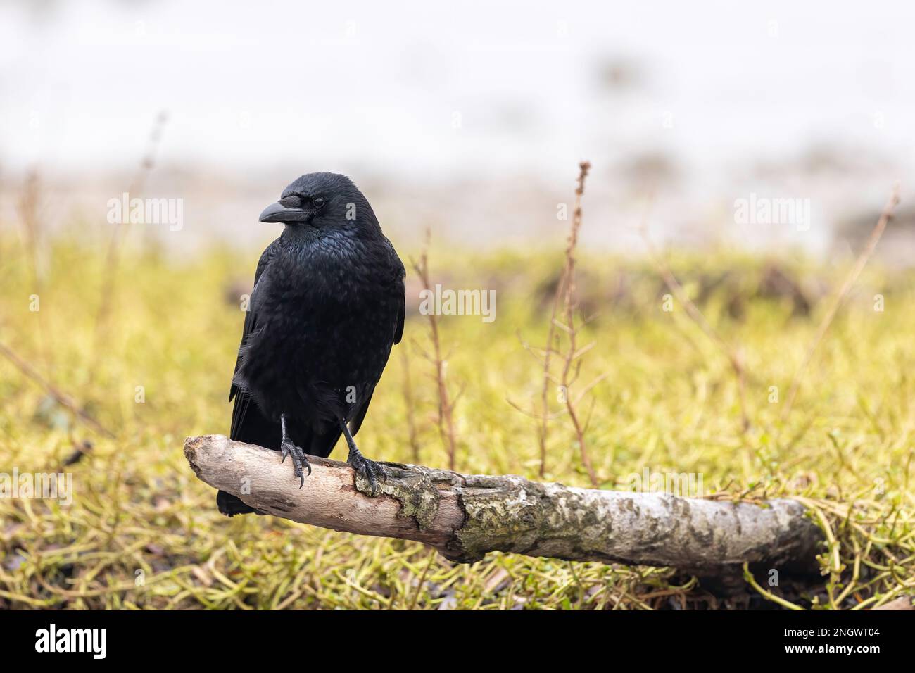 Black raven sit on a branch Stock Photo - Alamy