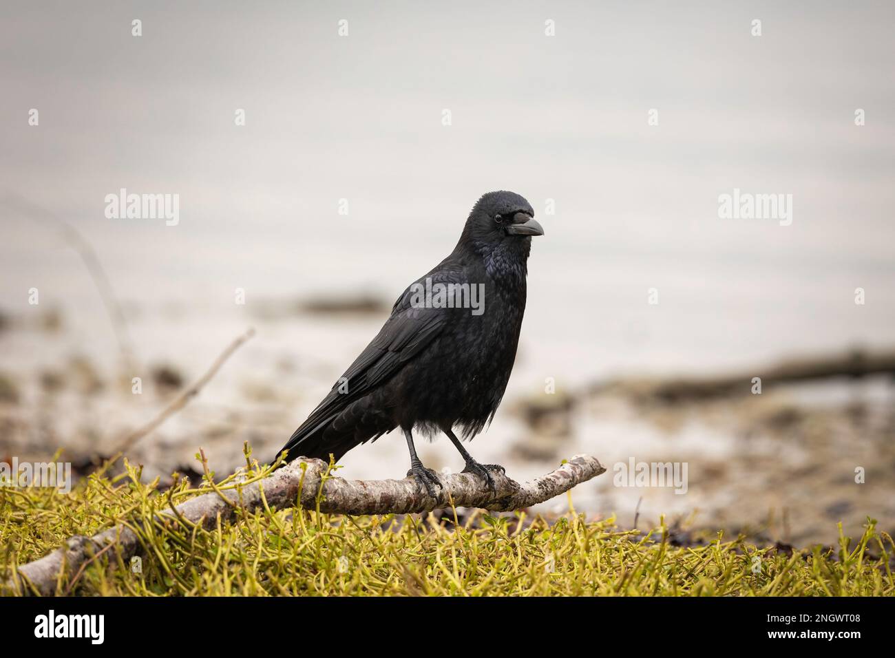 Raven sit on an branch at shore Stock Photo - Alamy