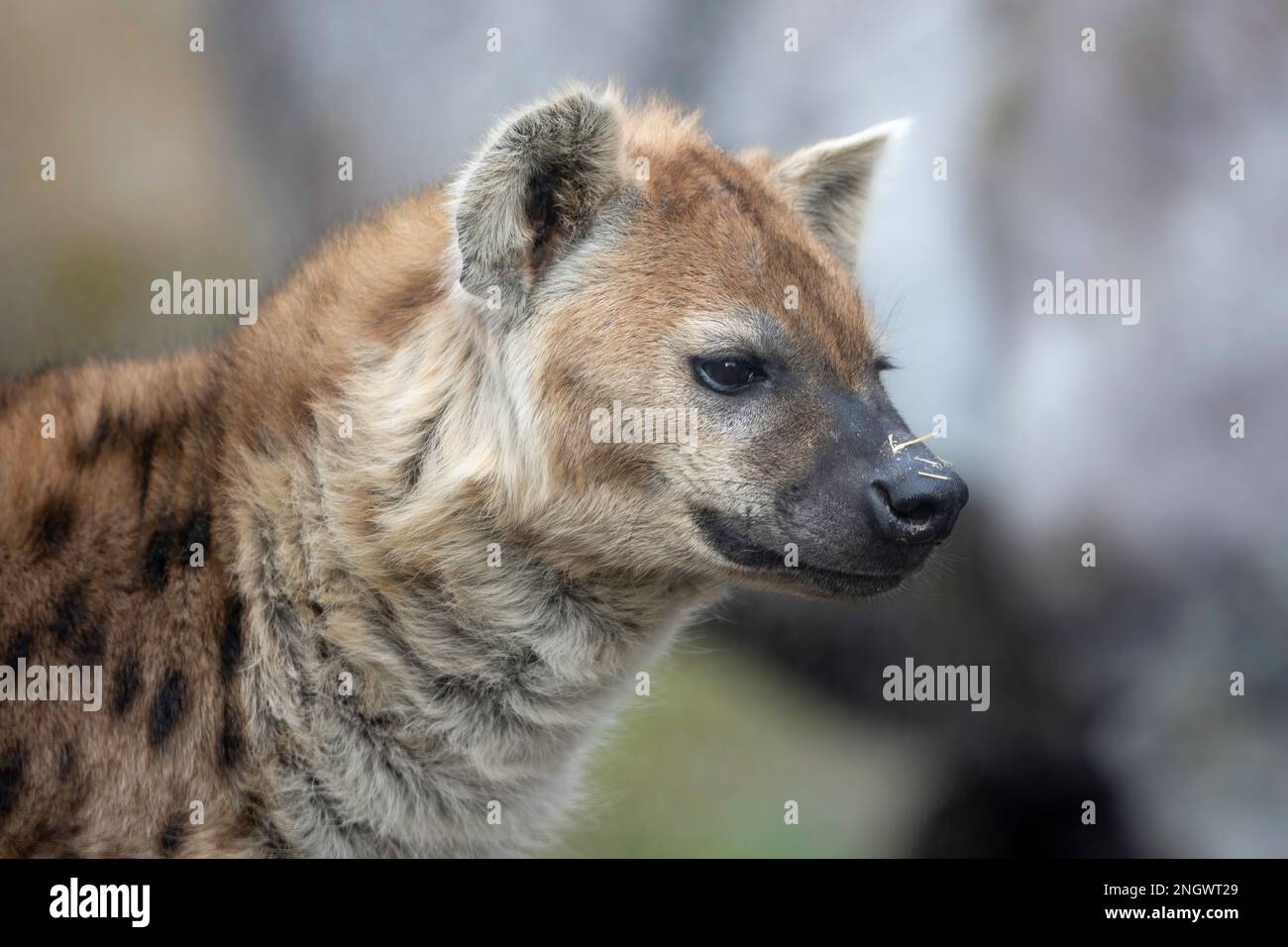 Portrait of a spottet hyena Stock Photo - Alamy