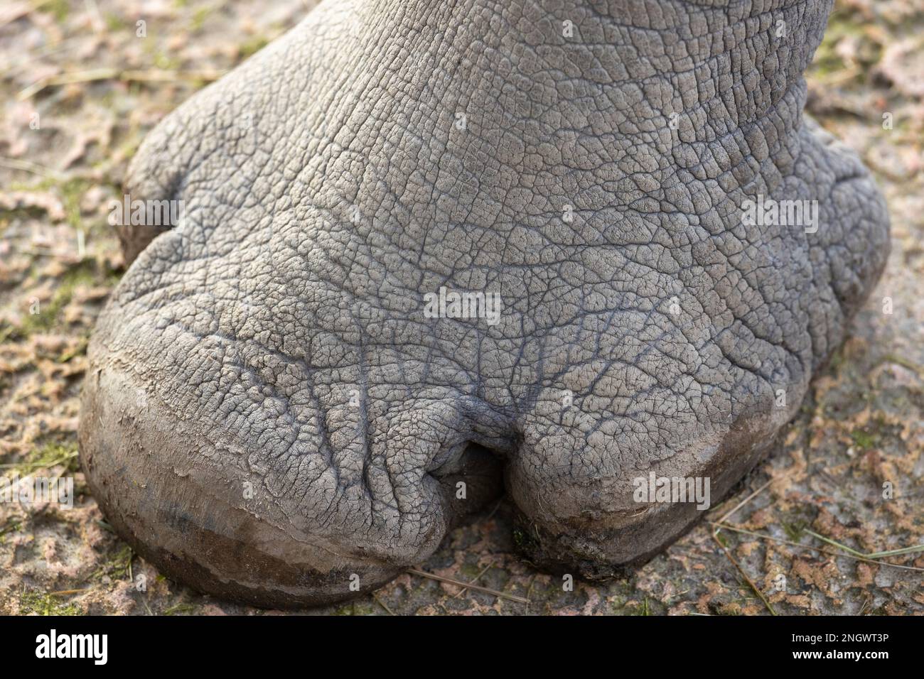 Rhino footprint hi-res stock photography and images - Alamy