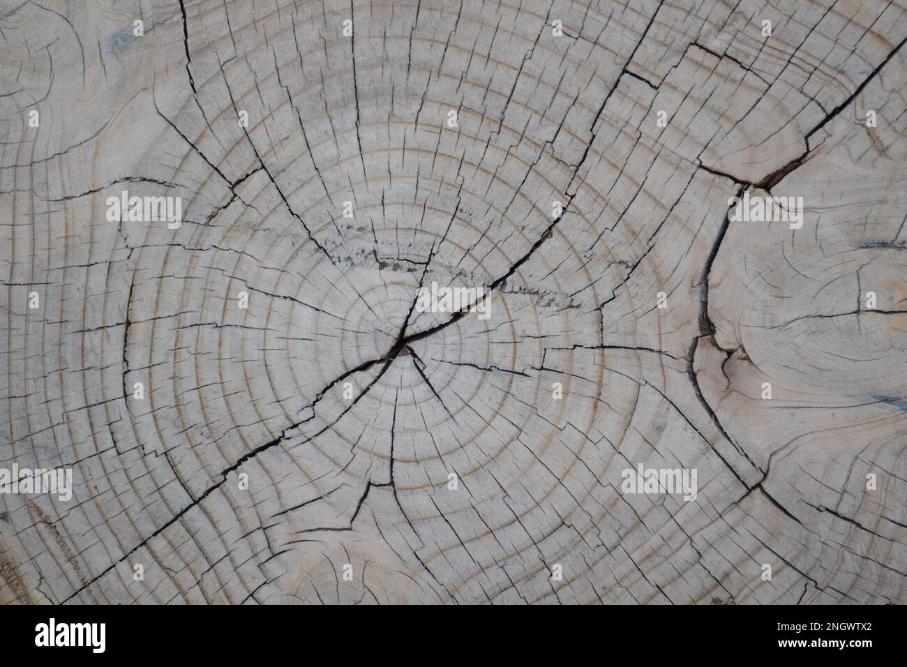 Large circular piece of wood cross section with tree ring texture ...