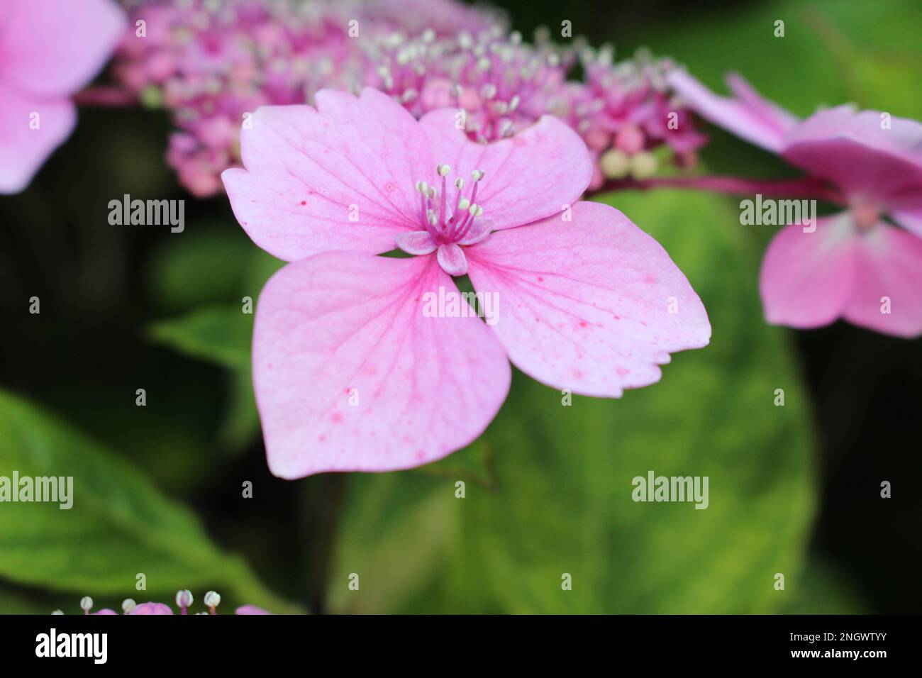 Single, isolated, pale pink lacecap hydrangea flower open in bloom shot with soft lighting ...
