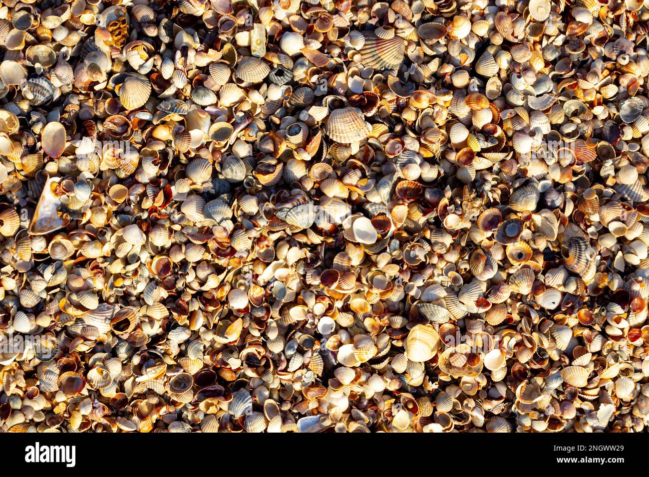 Seashell background, lots of different seashells piled together for ...