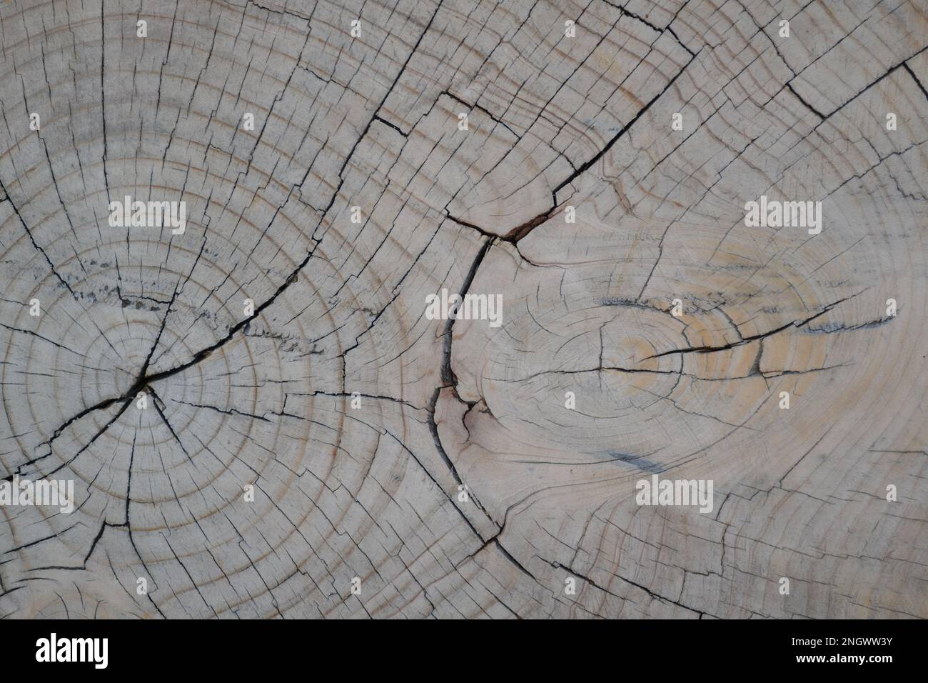 Large circular piece of wood cross section with tree ring texture ...