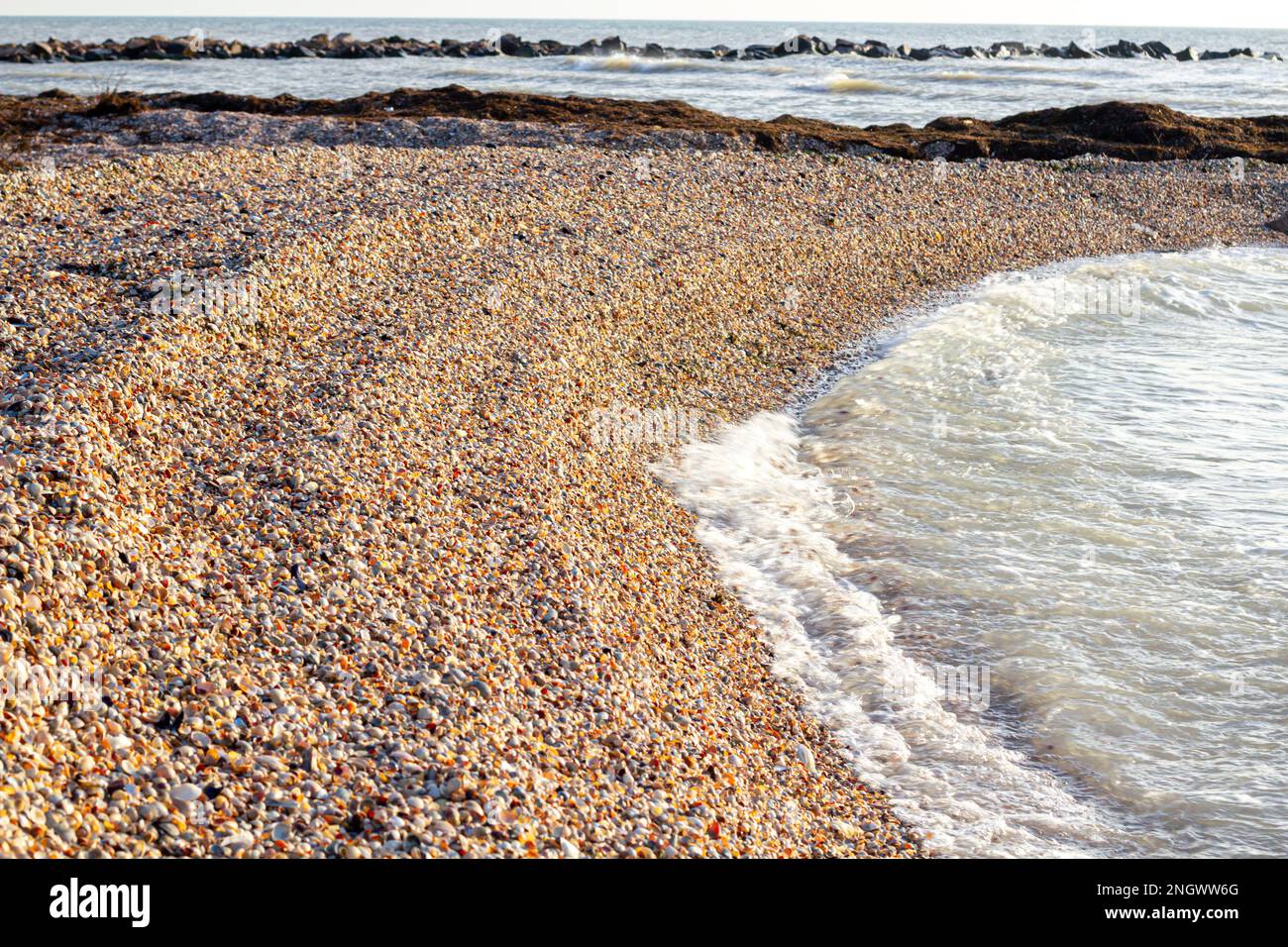 the sandy shore of the sea beach with shells and waves. background ...