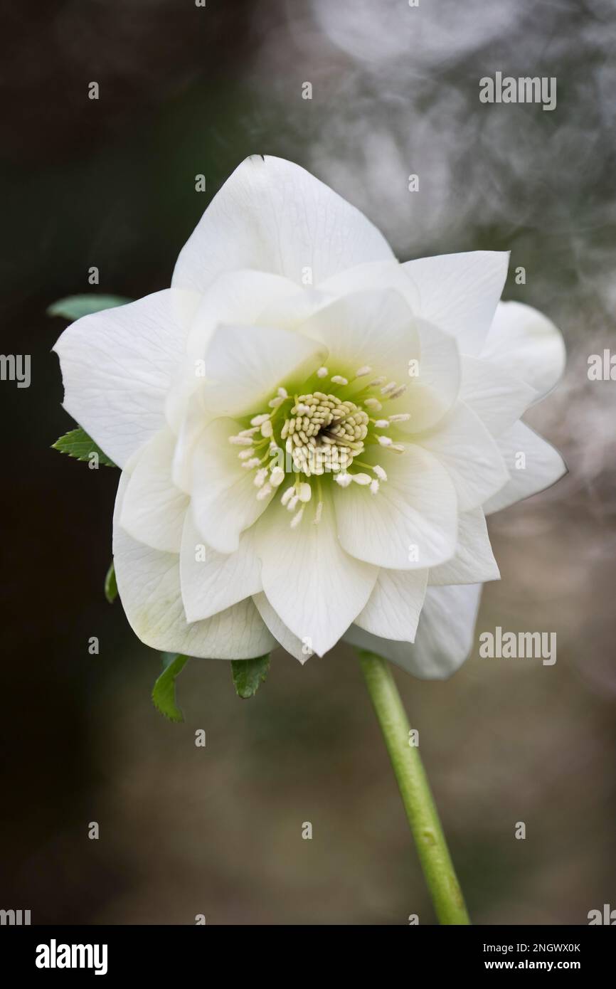 Lenzrose (Helleborus orientalis hybrid Nina), Emsland, Lower Saxony ...