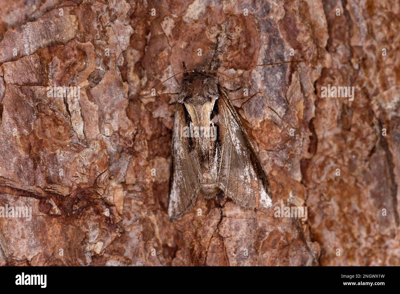 Lesser swallow prominent moth (Pheosia gnoma), Valais, Switzerland ...