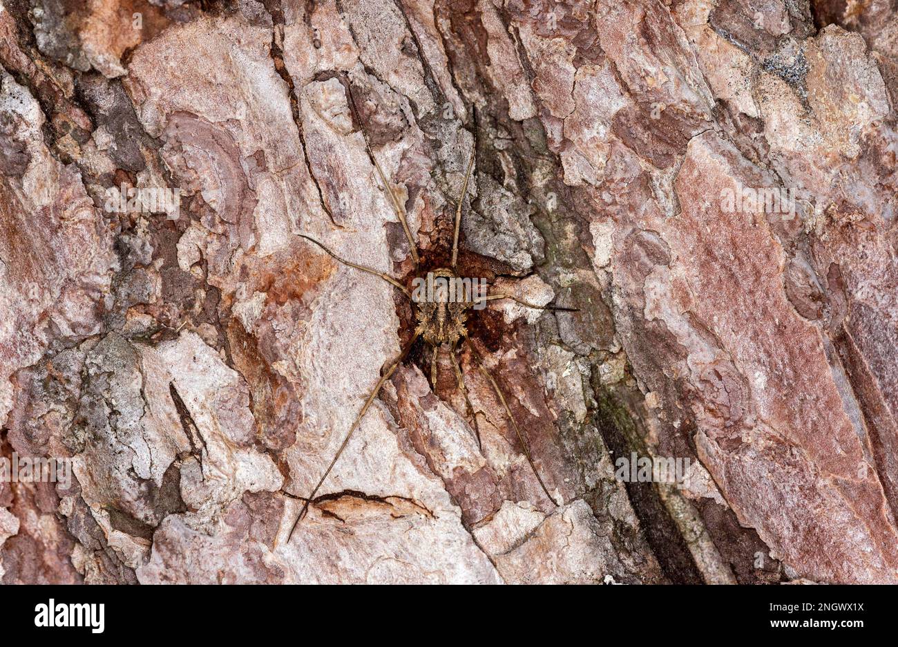 Large Saddleback Anchor (Odiellus spinosus), Valais, Switzerland Stock ...