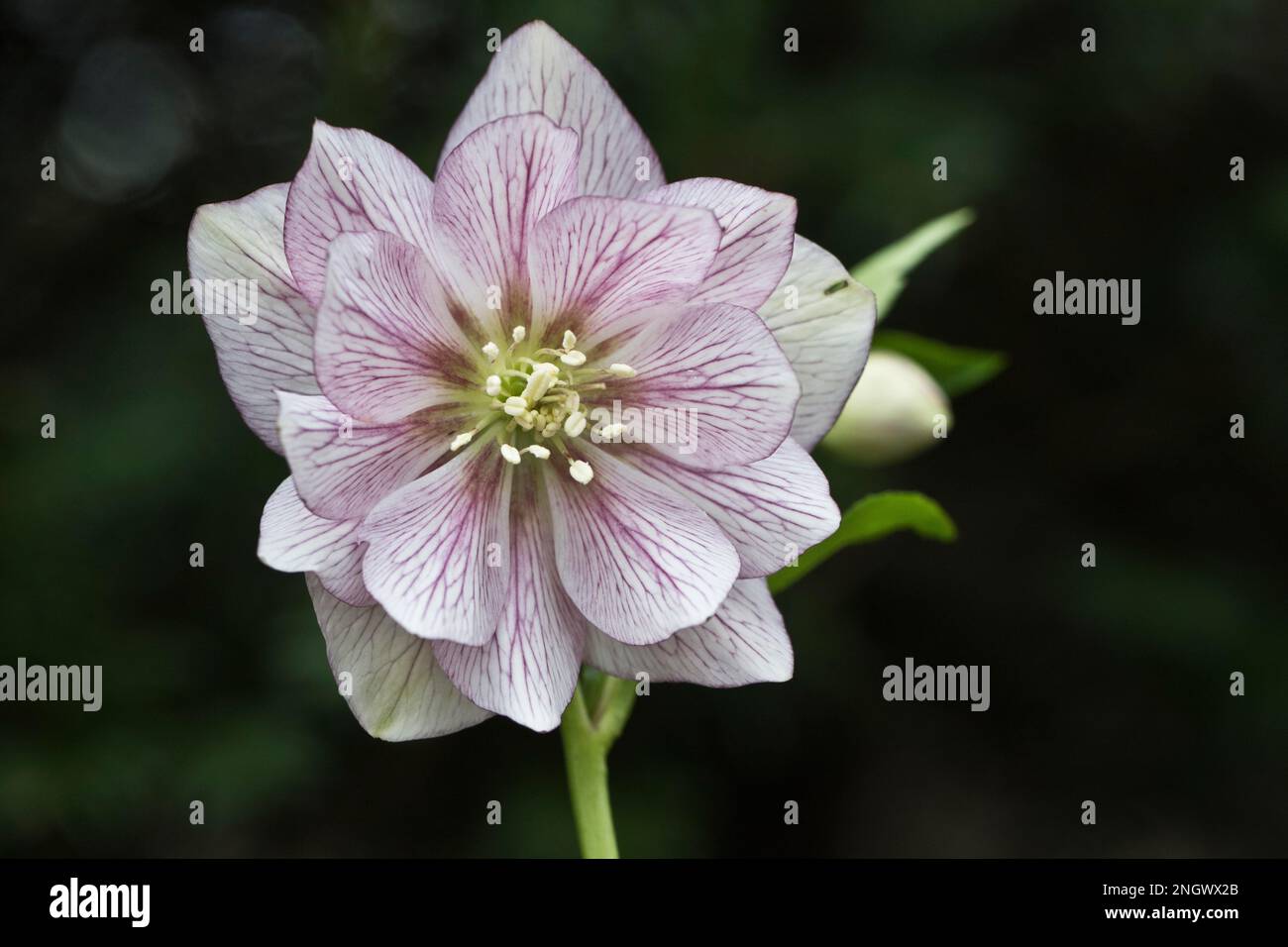 Lenzrose (Helleborus orientalis hybrid Fire and Ice), Emsland, Lower ...