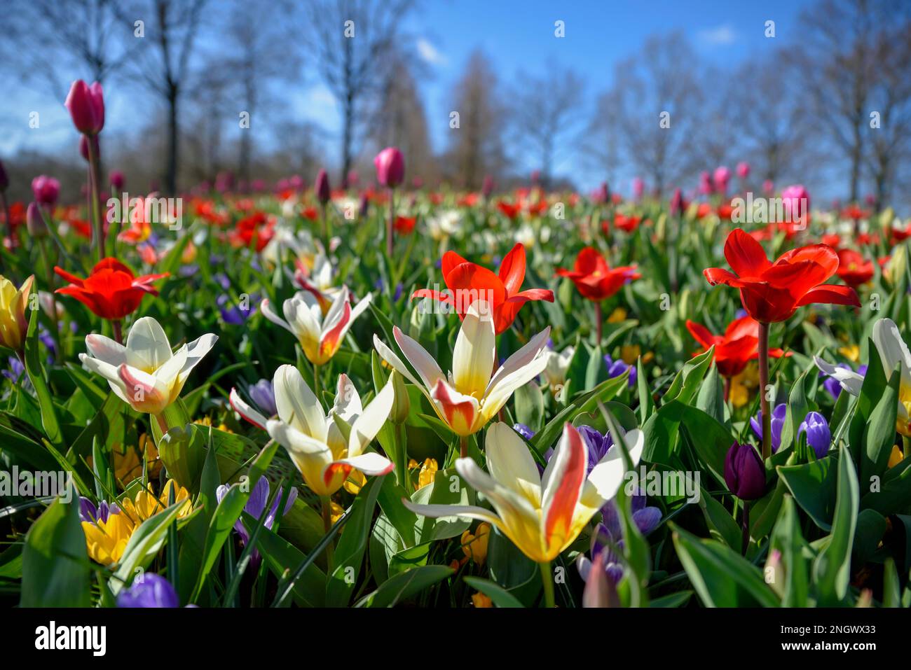Flower splendour with colourful Tulips (Tulipa) and Crocus (Crocus) in ...