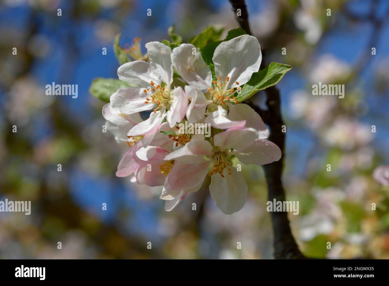 Flower of the European wild apple (Malus sylvestris), near Confrides ...
