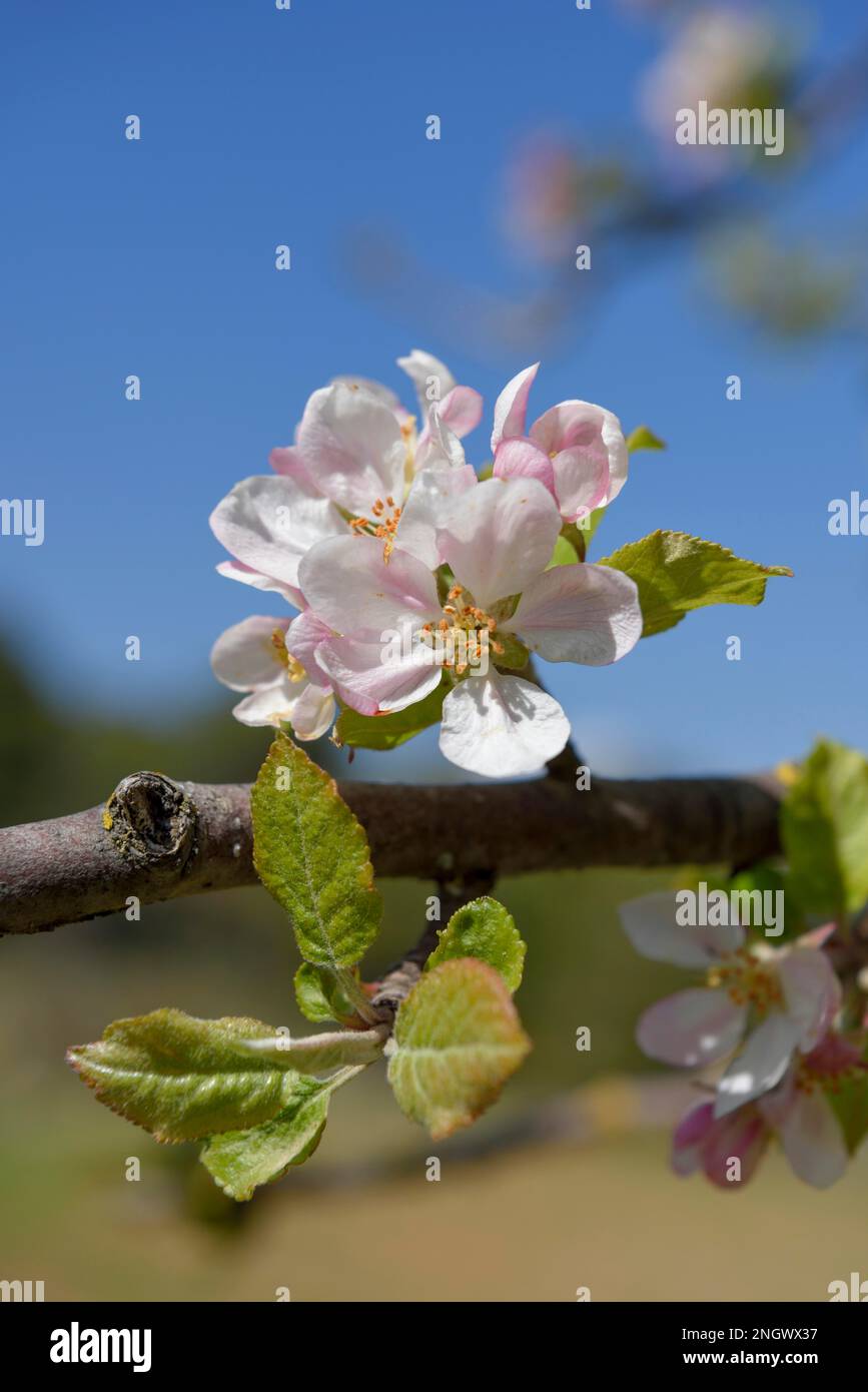 Flower of the European wild apple (Malus sylvestris), near Confrides ...