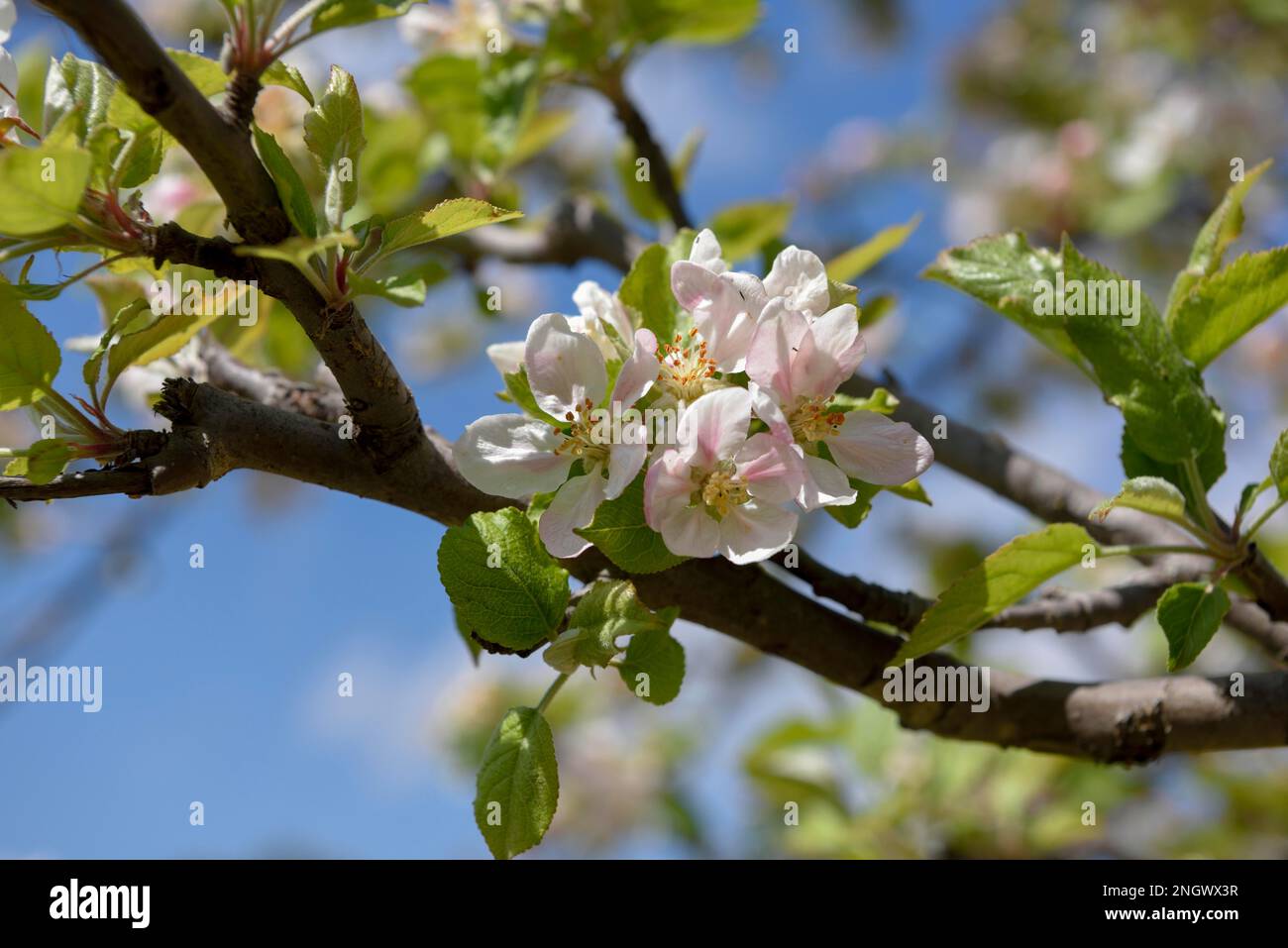 Flower of the European wild apple (Malus sylvestris), near Confrides ...