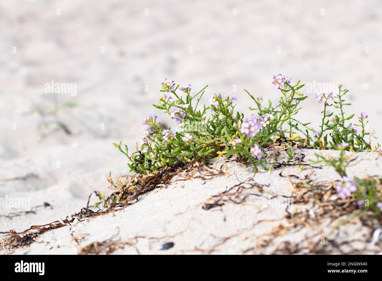 European searocket (Cakile maritima), complete plant on the beach in ...