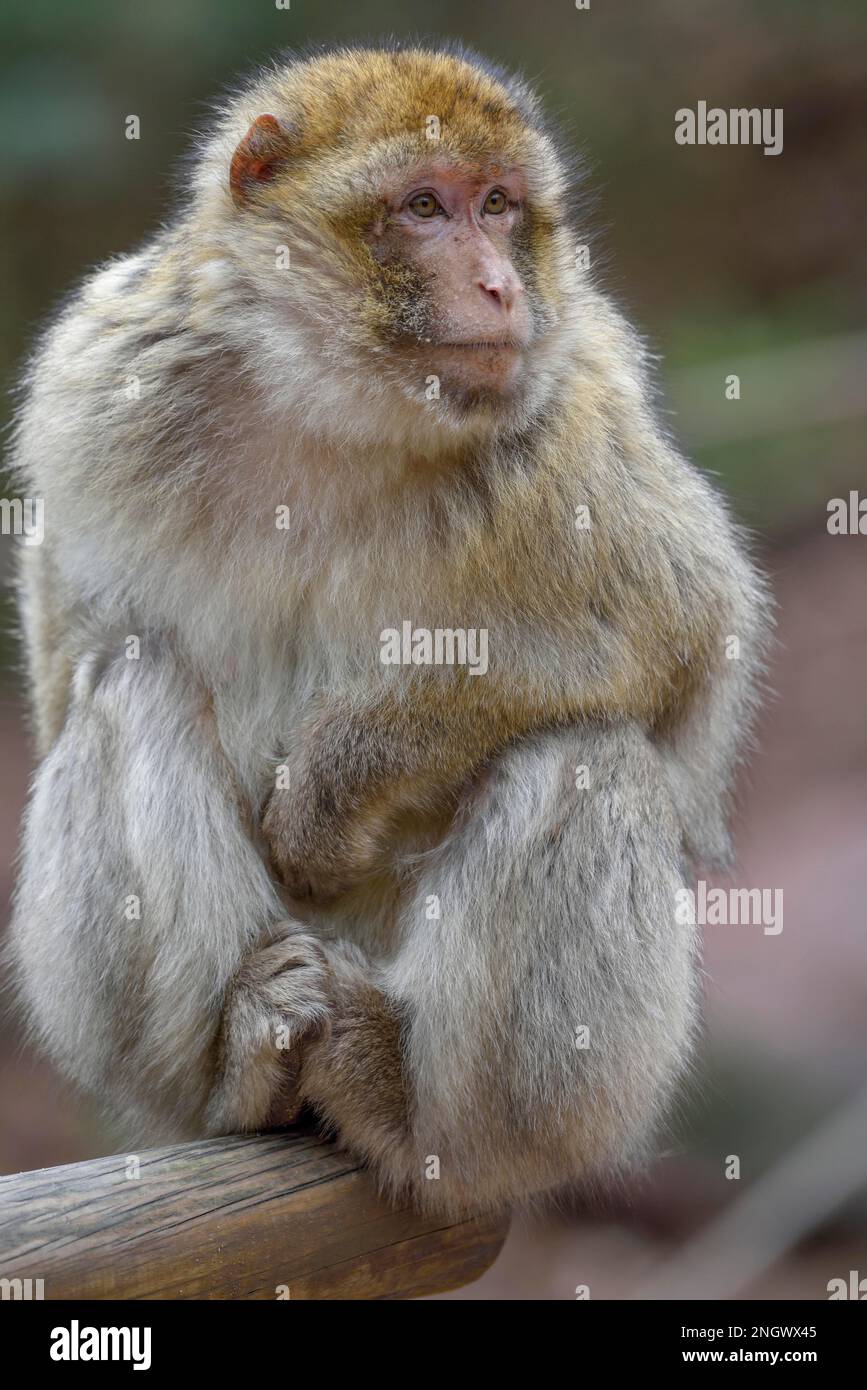 Captive photography hi-res stock photography and images - Alamy