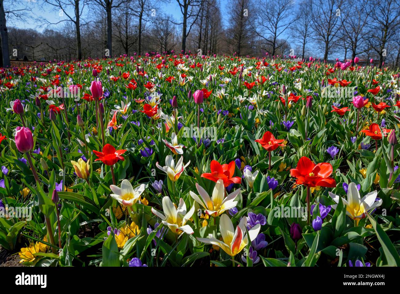 Flower splendour with colourful Tulips (Tulipa) and Crocus (Crocus) in ...