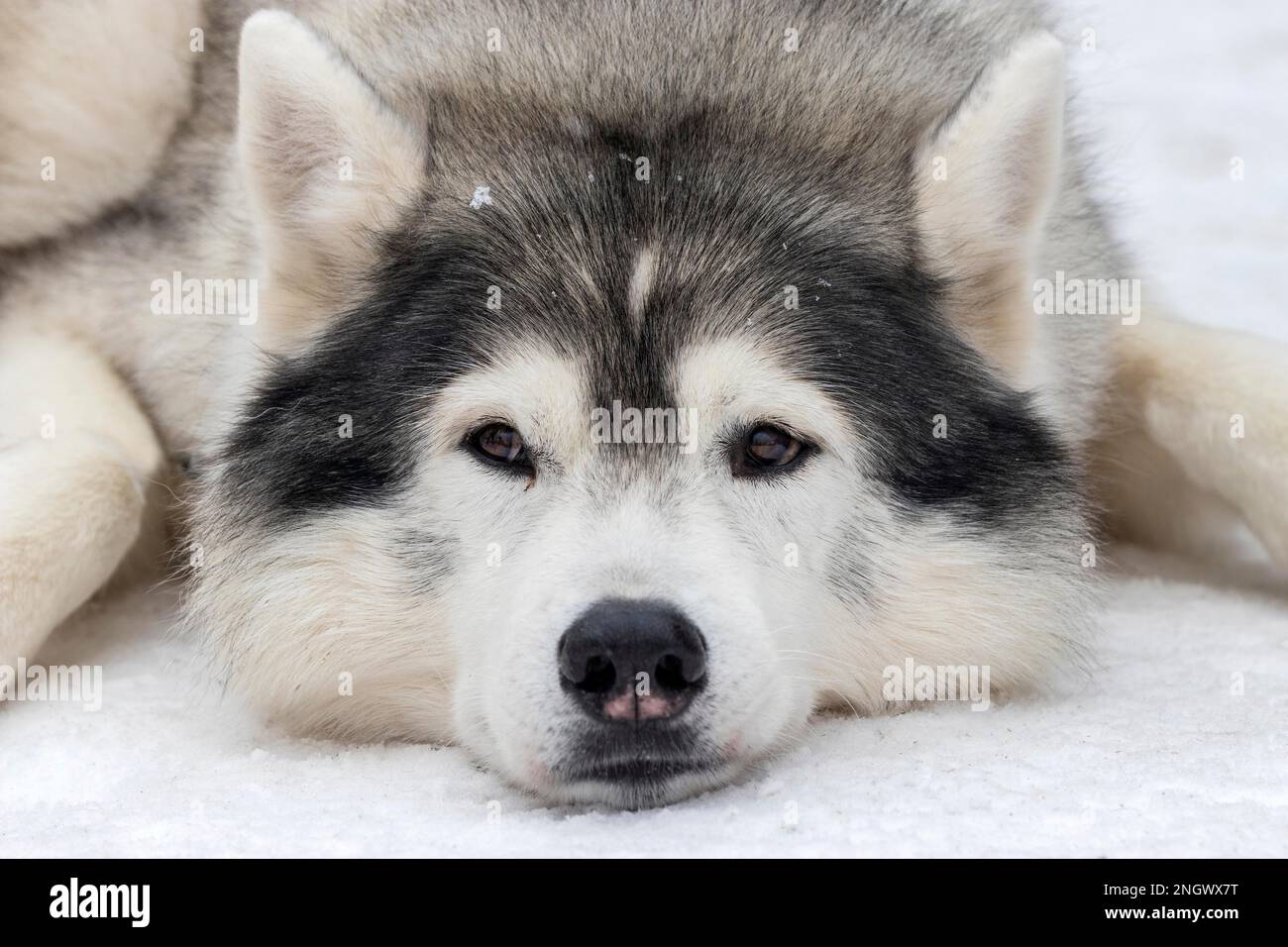 Husky, sled dog, portrait, lying in the snow, Todtmoos, Black Forest ...