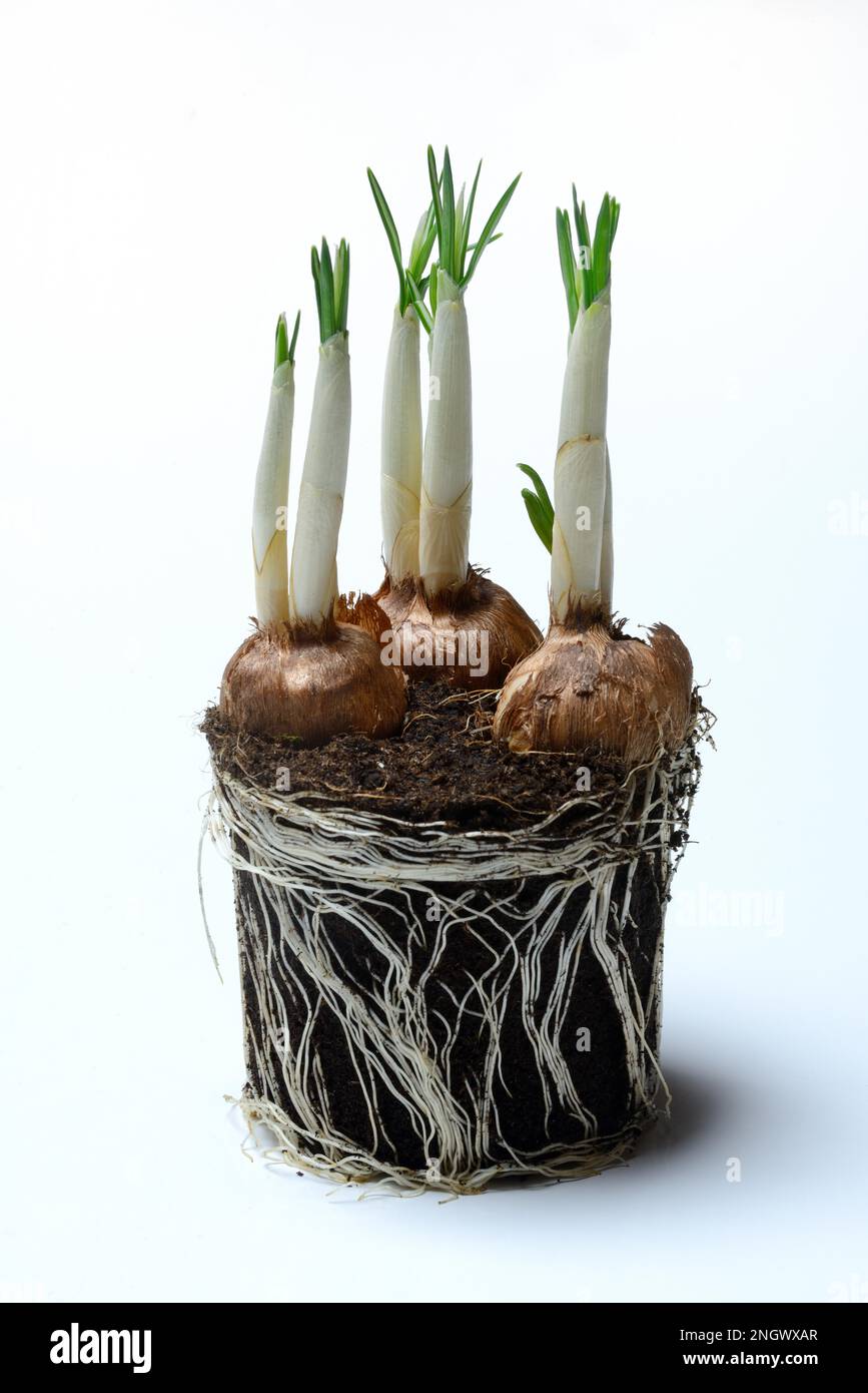 Sprouting Crocus Tubers from Pot, white crocus (Crocus vernus Jeanne ...
