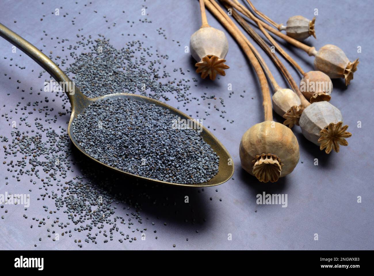 Blue poppy, capsules and seeds of the opium poppy (Papaver somniferum ...