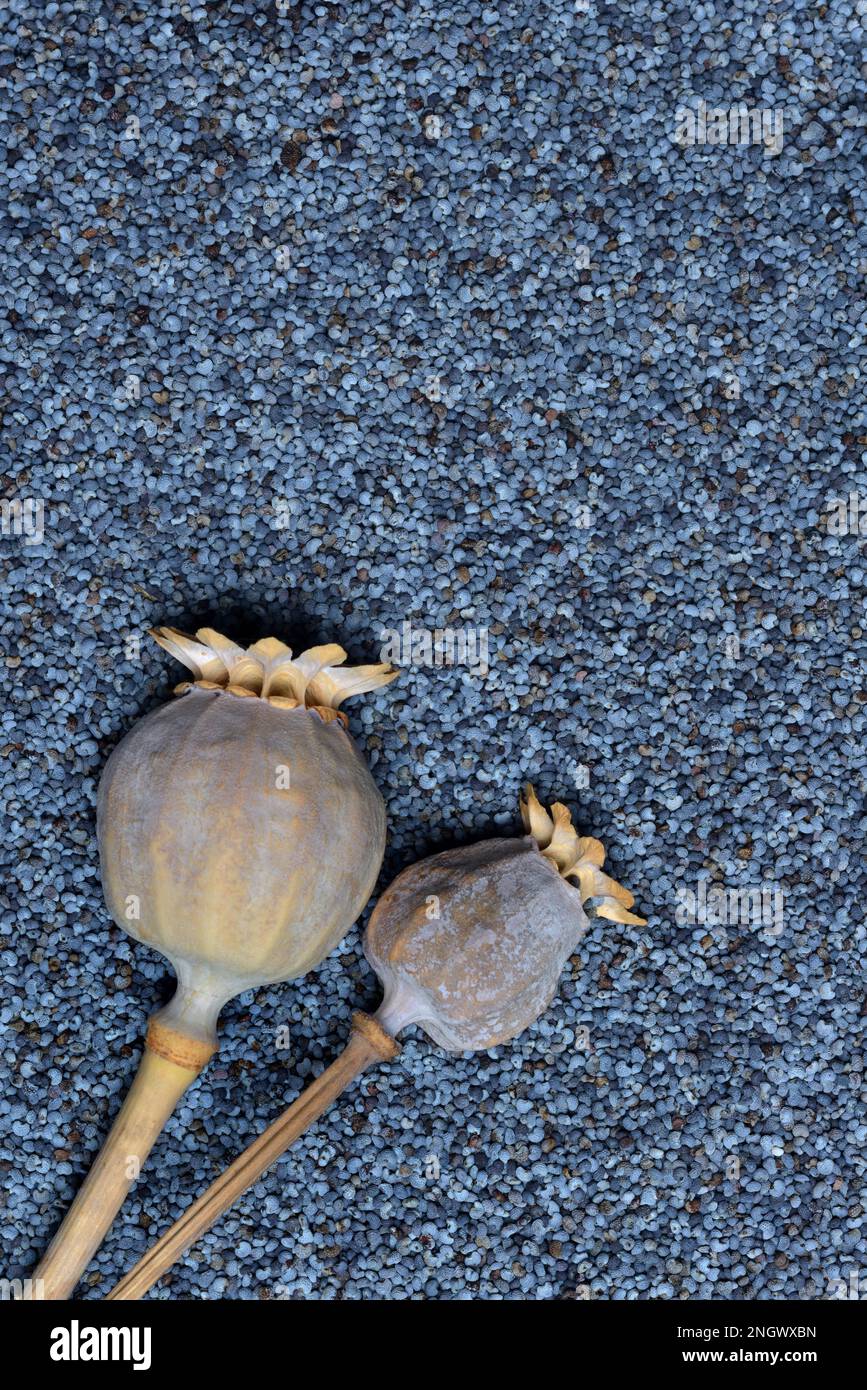 Blue poppy, capsules and seeds of the opium poppy (Papaver somniferum ...