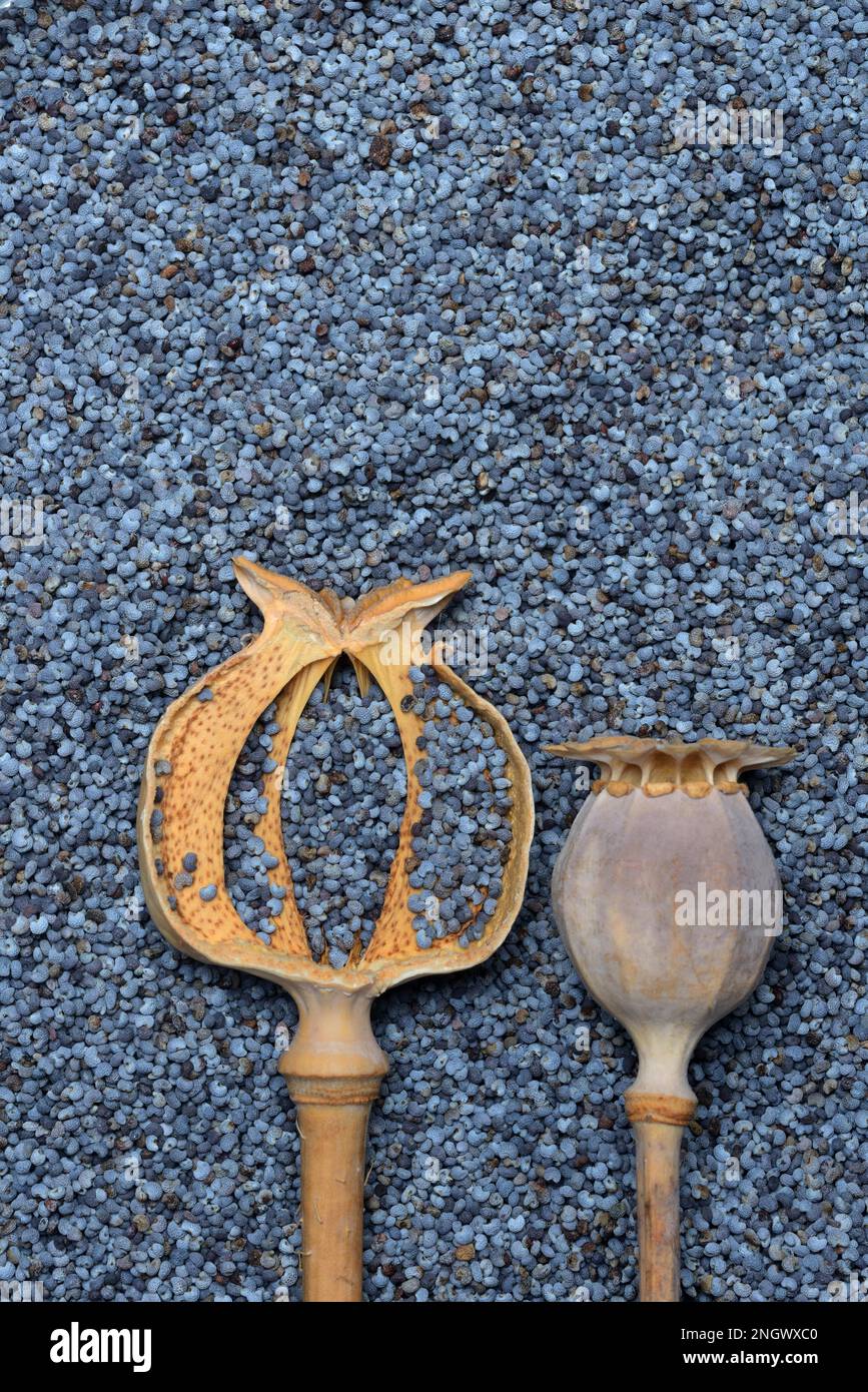 Blue poppy, capsules and seeds of the opium poppy (Papaver somniferum ...
