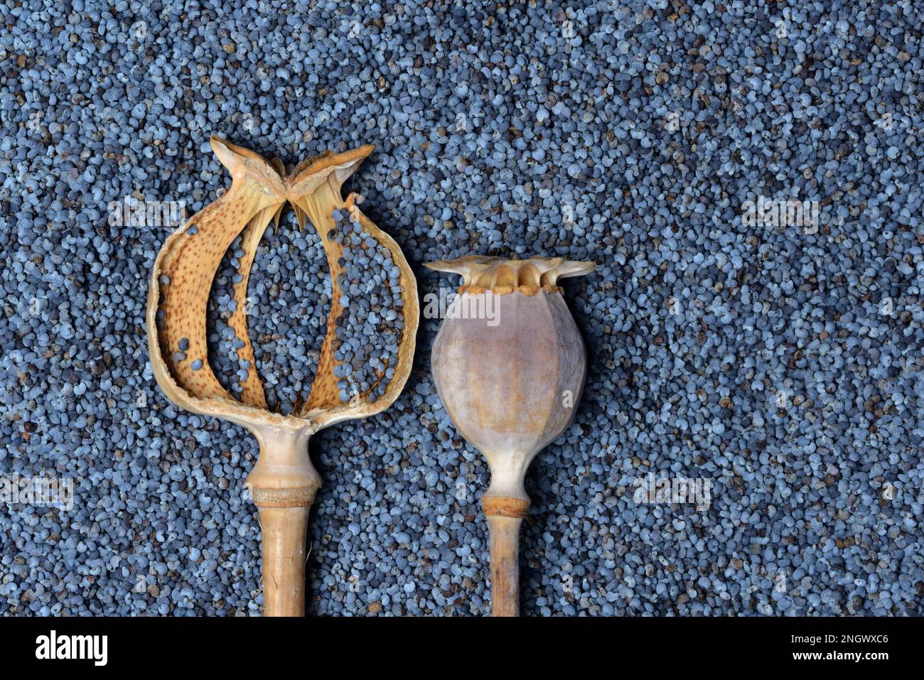 Blue poppy, capsules and seeds of the opium poppy (Papaver somniferum ...