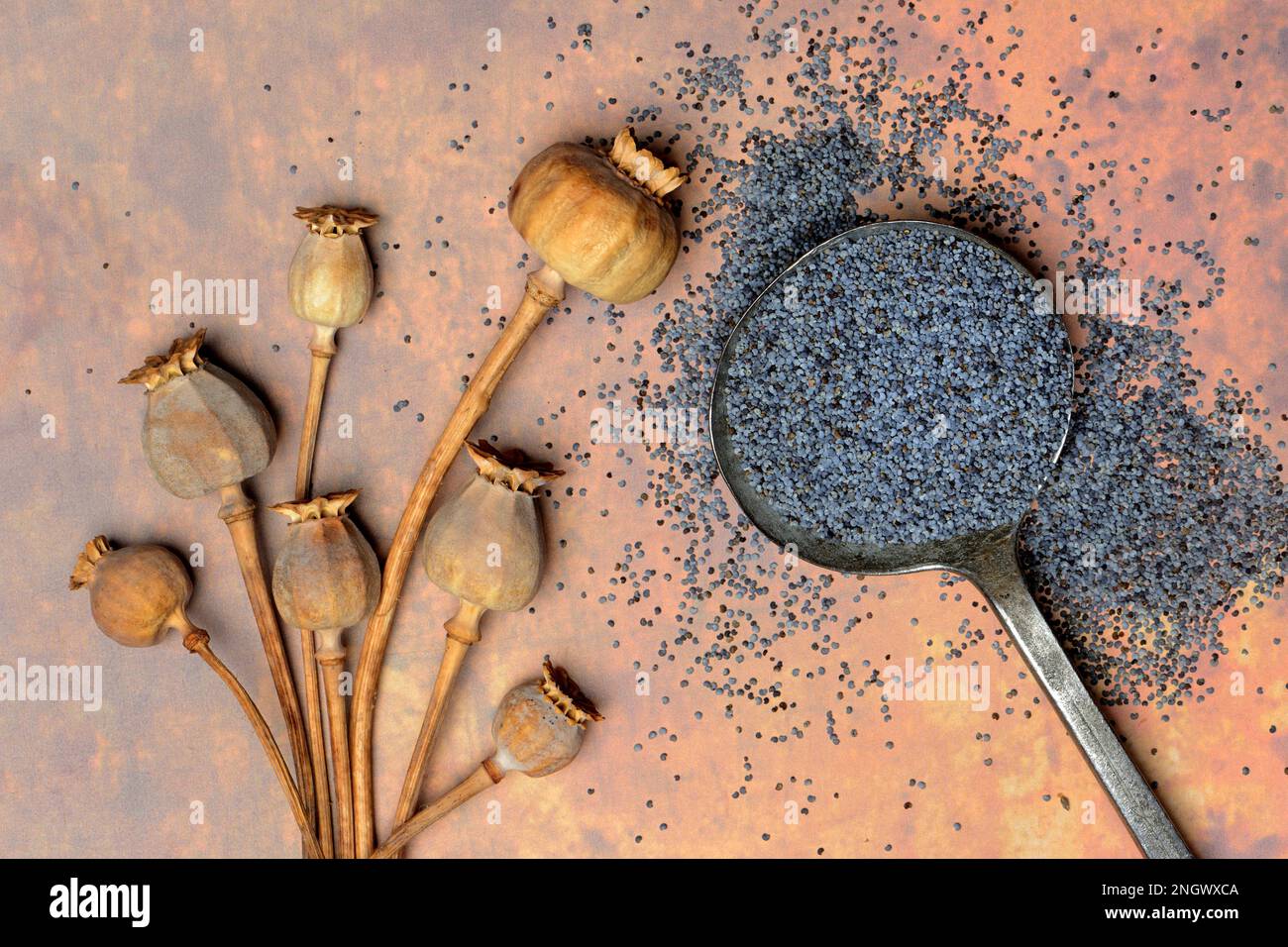 Blue poppy, capsules and seeds of the opium poppy (Papaver somniferum ...