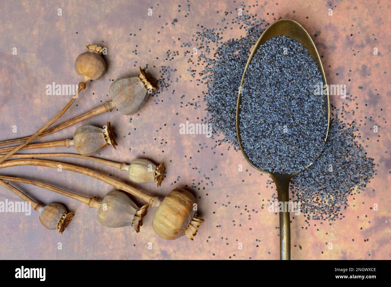 Blue poppy, capsules and seeds of the opium poppy (Papaver somniferum ...