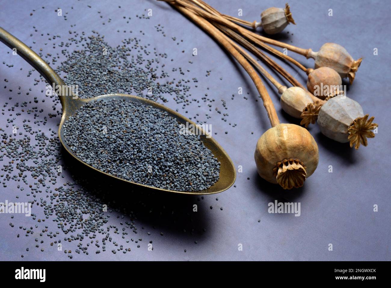 Blue poppy, capsules and seeds of the opium poppy (Papaver somniferum ...