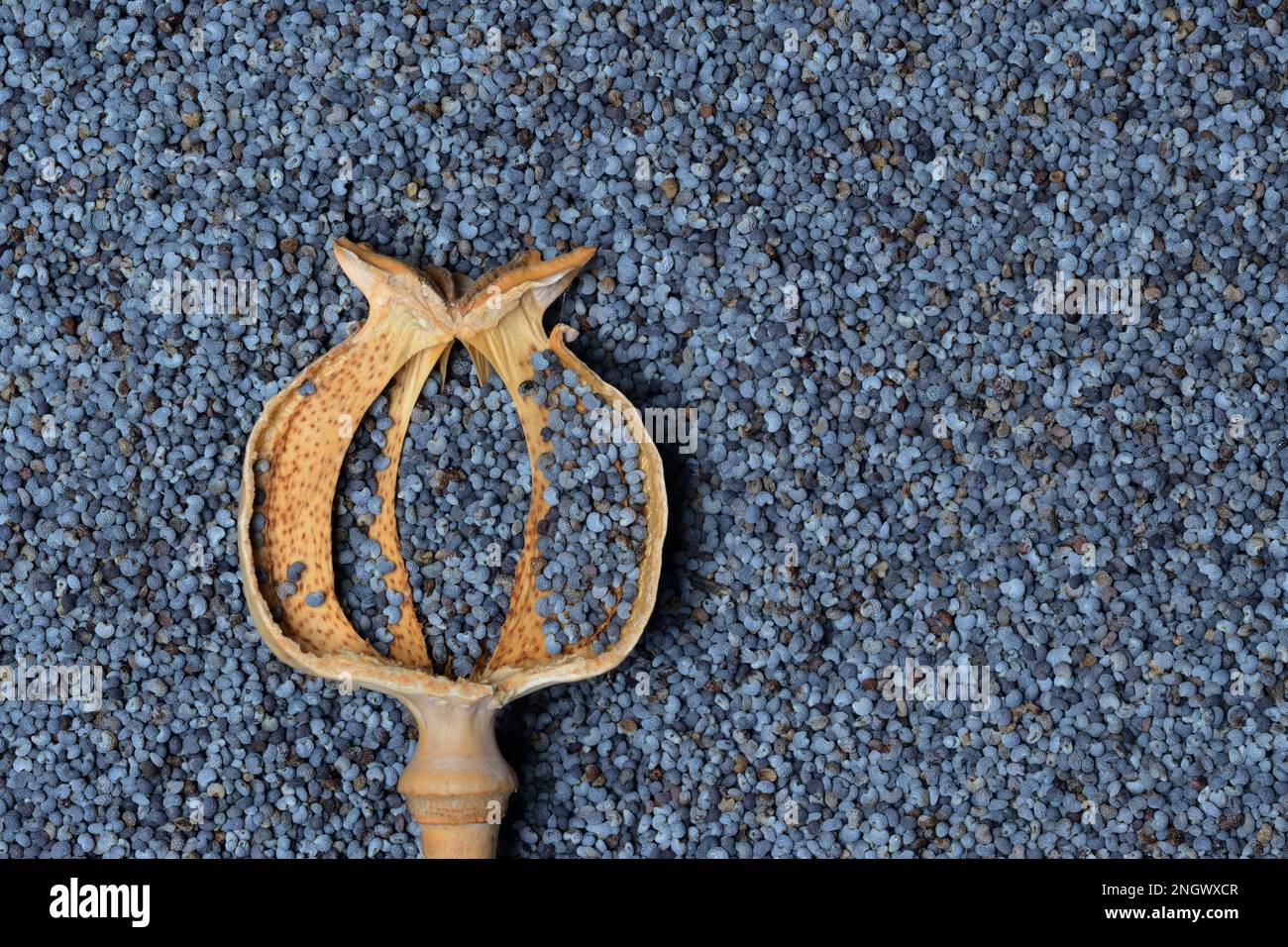Blue poppy, capsules and seeds of the opium poppy (Papaver somniferum ...