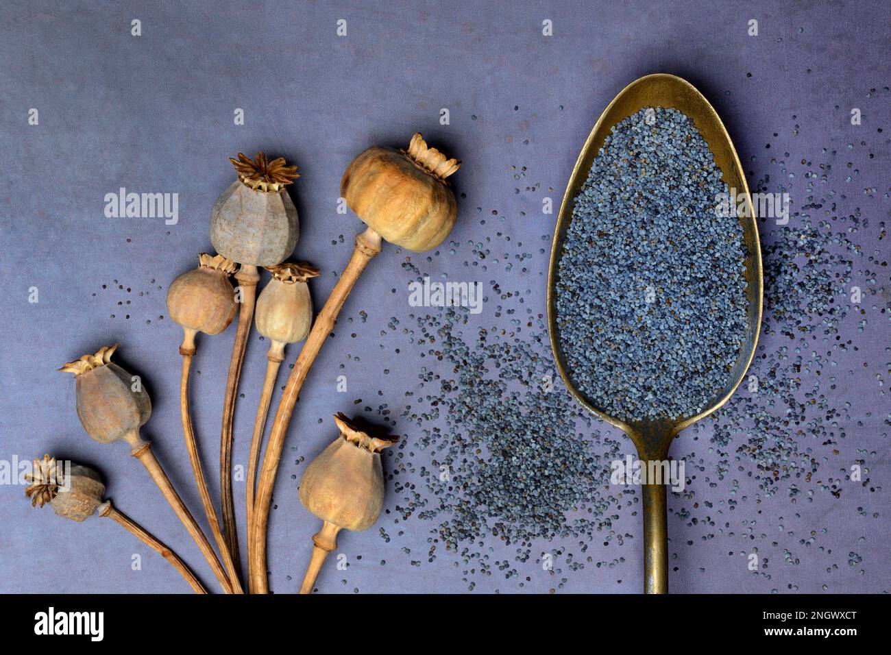 Blue poppy, capsules and seeds of the opium poppy (Papaver somniferum ...